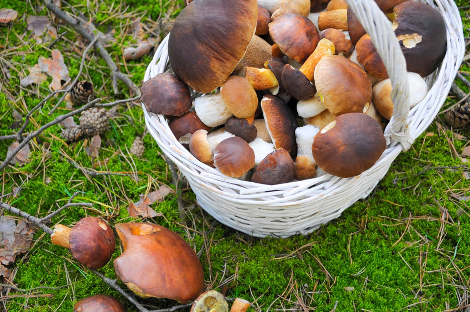 Pilzarten, die Sie essen können | Selbst