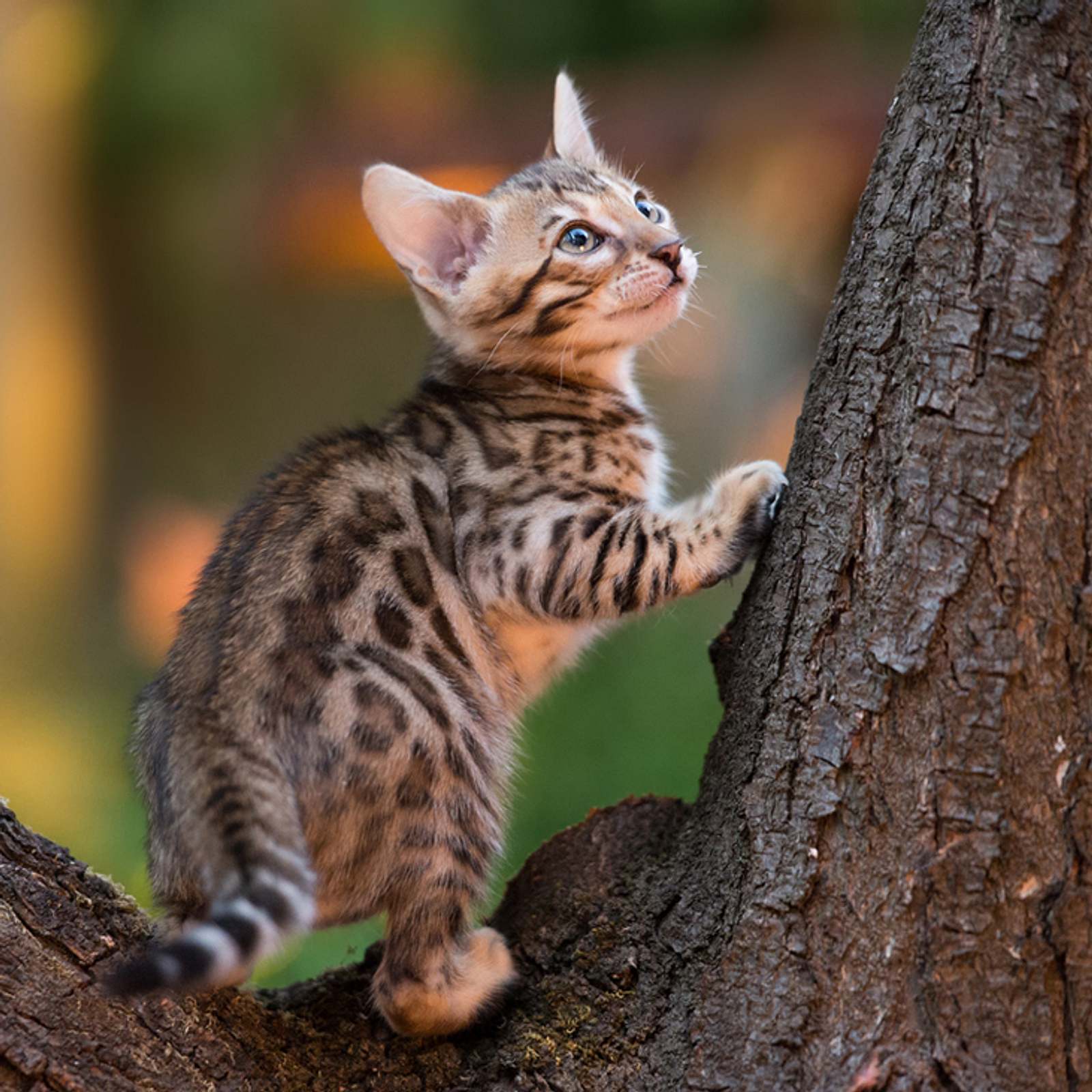 Bengal Katt