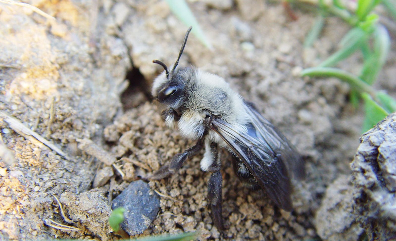 Erdbienen im Garten: Was ist zu tun? | Selbst