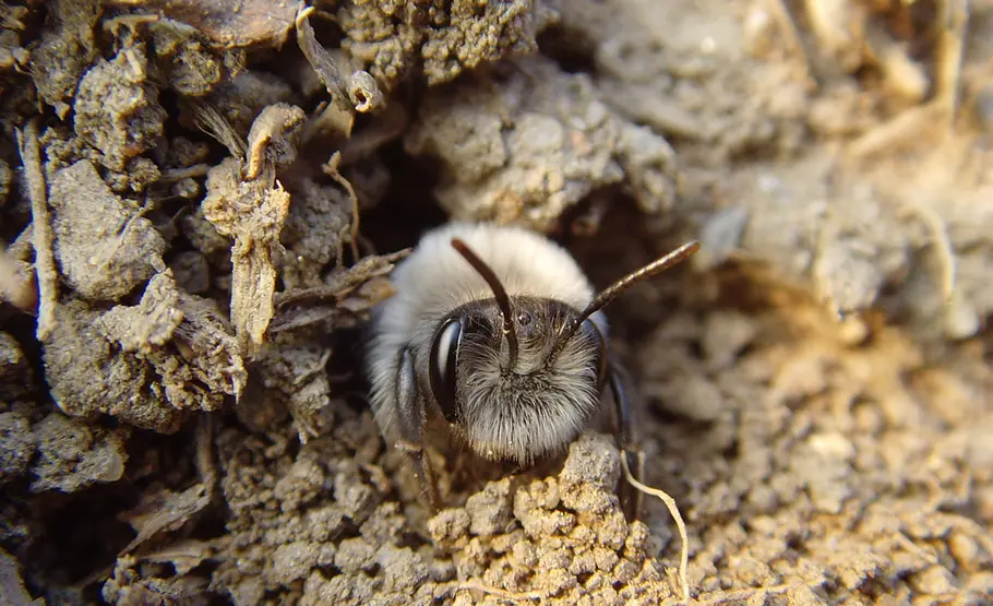 Erdbienen im Garten: Was ist zu tun? | Selbst