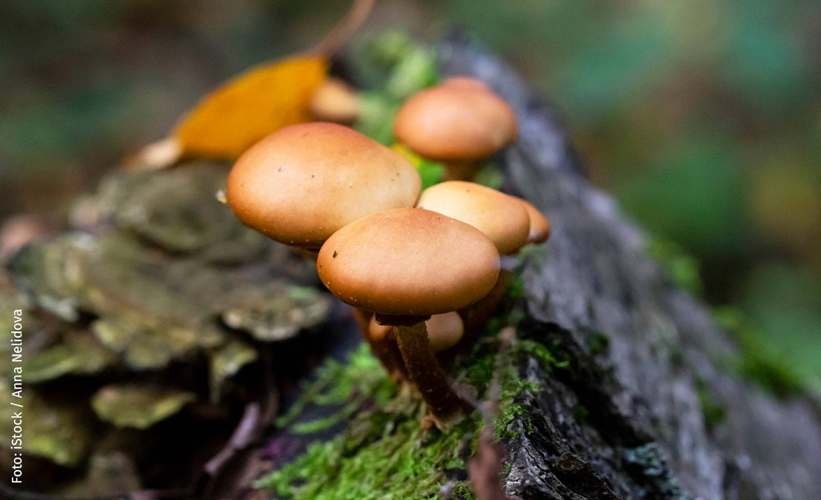 Gift-Häubling: Tödlicher Pilz | Das sind die gefährlichsten Giftpilze ...
