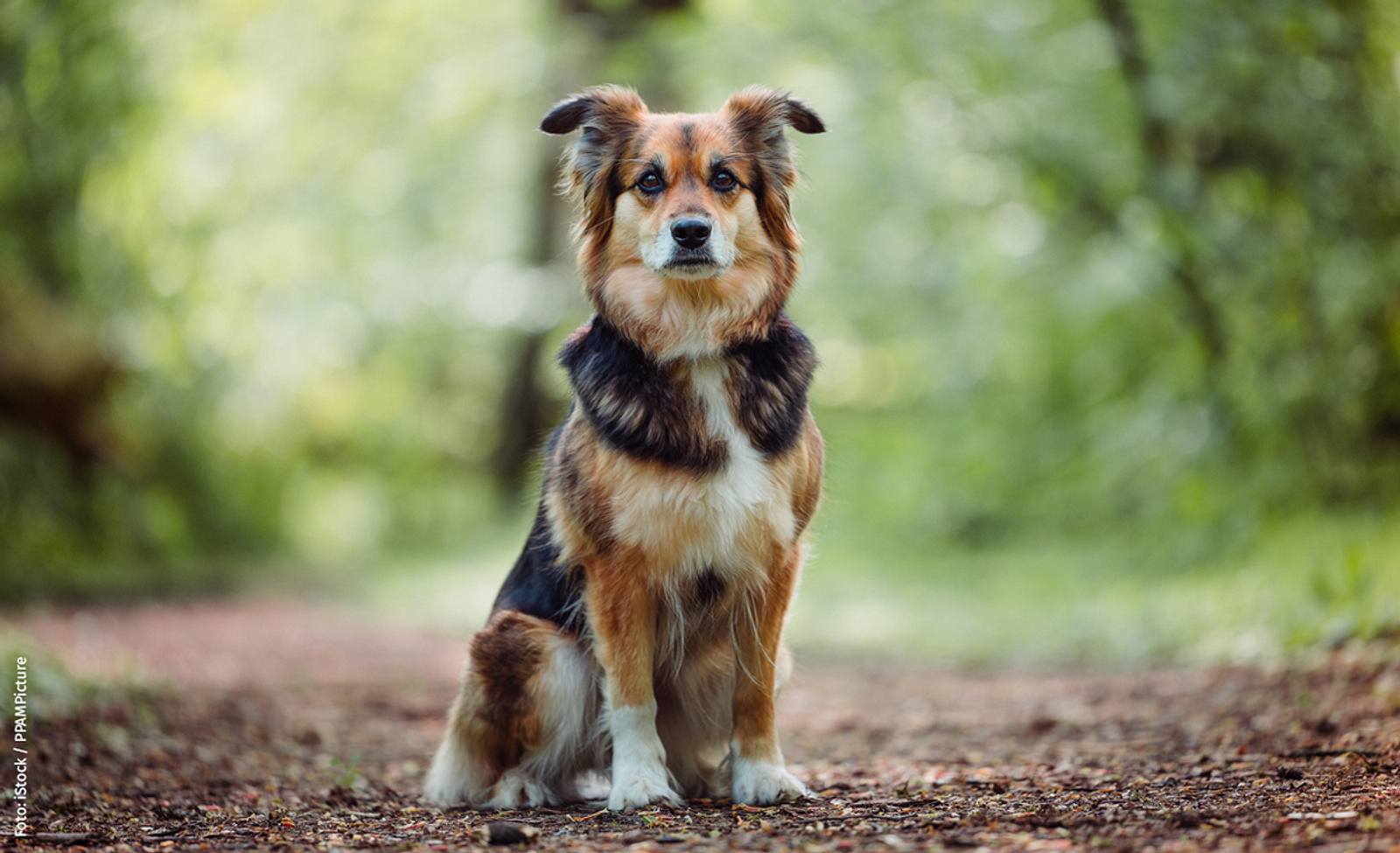 Der Hund als liebstes Haustier | Die 10 beliebtesten Haustiere | selbst.de