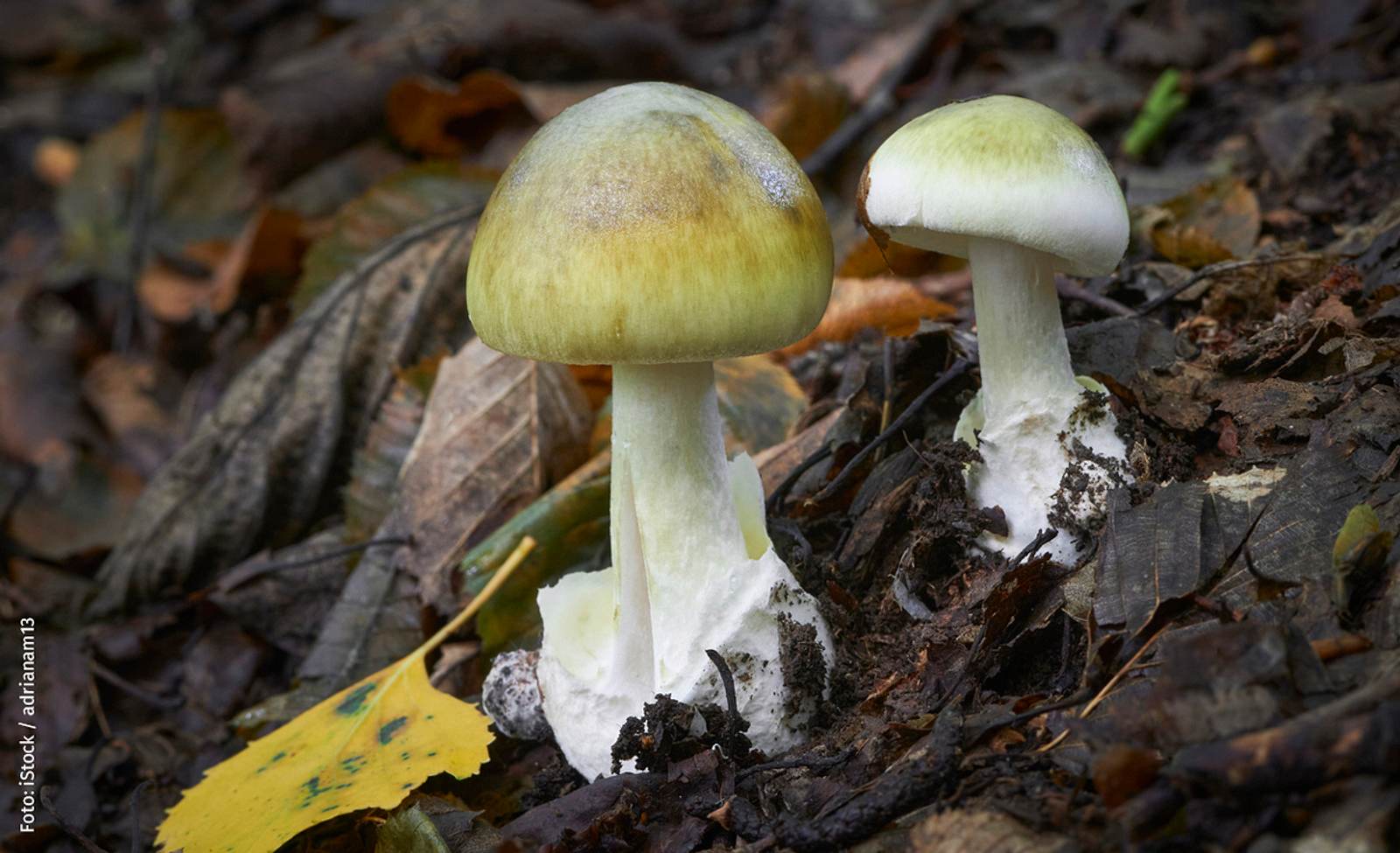 Tödlicher Giftpilz: Grüner Knollenblätterpilz | Das sind die ...