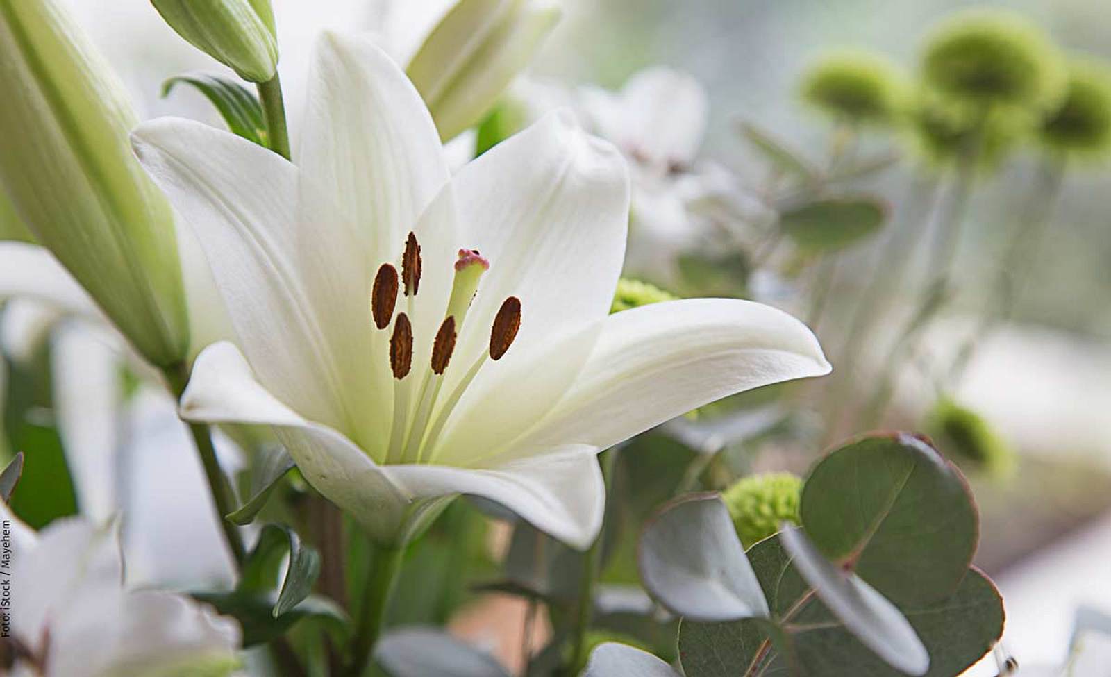 So blühen Ihre Lilien üppiger | selbst.de