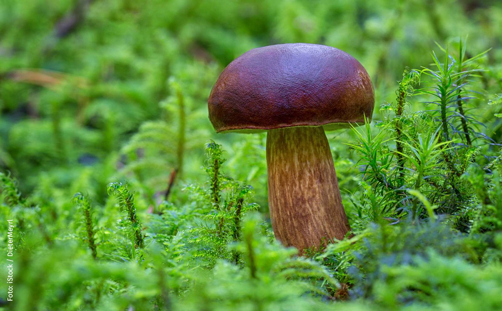 Essbar: Leckerer Maronen-Röhrling | Diese 10 Pilzsorten sind genießbar ...