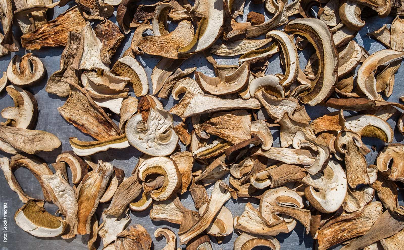Pilze richtig trocknen | Selbst
