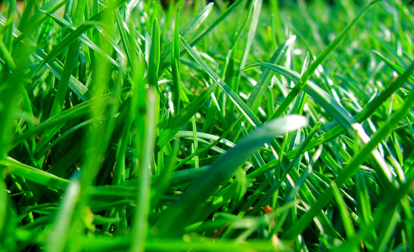 Rasen anlegen | selbst.de