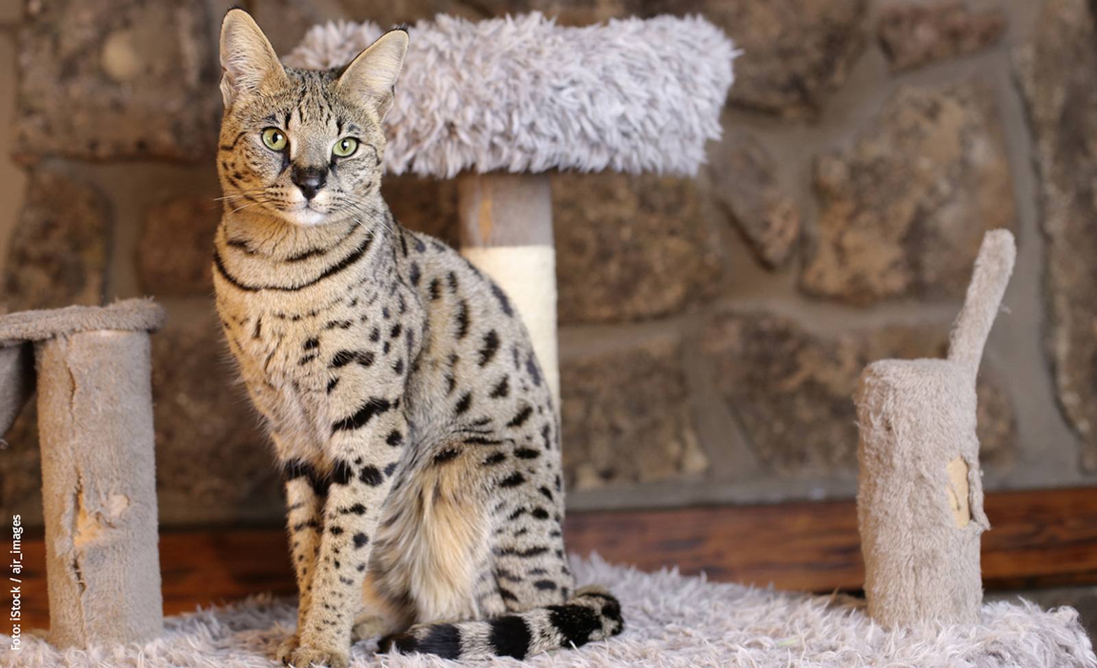 Savannah-Katze: Exotische Rasse | TOP 10 der beliebtesten Katzen der ...