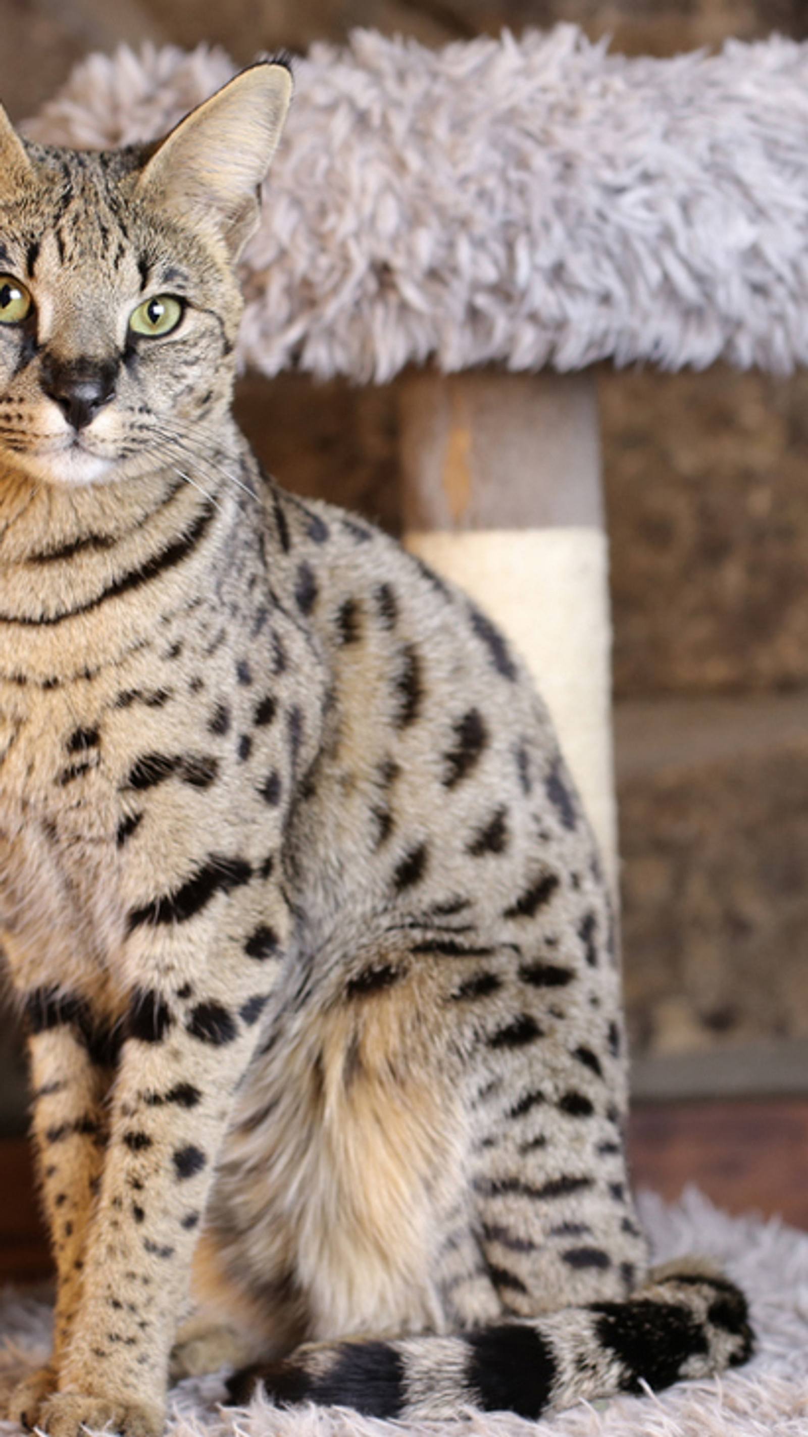 Exotische Katzenrassen Als Haustiere Bengal Katze: Exotische