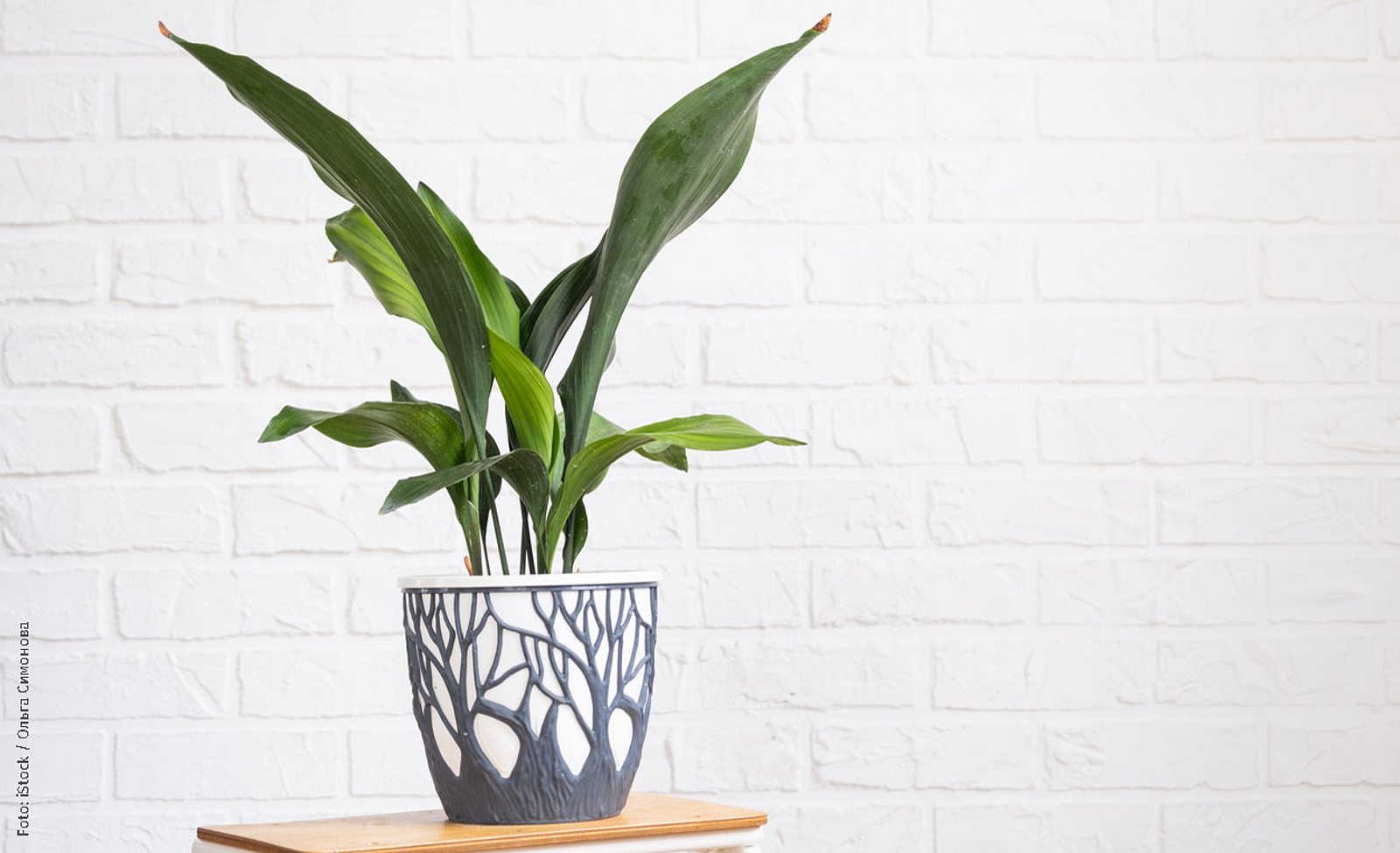 Diese Pflanzen gedeihen in dunklen Räumen | selbst.de