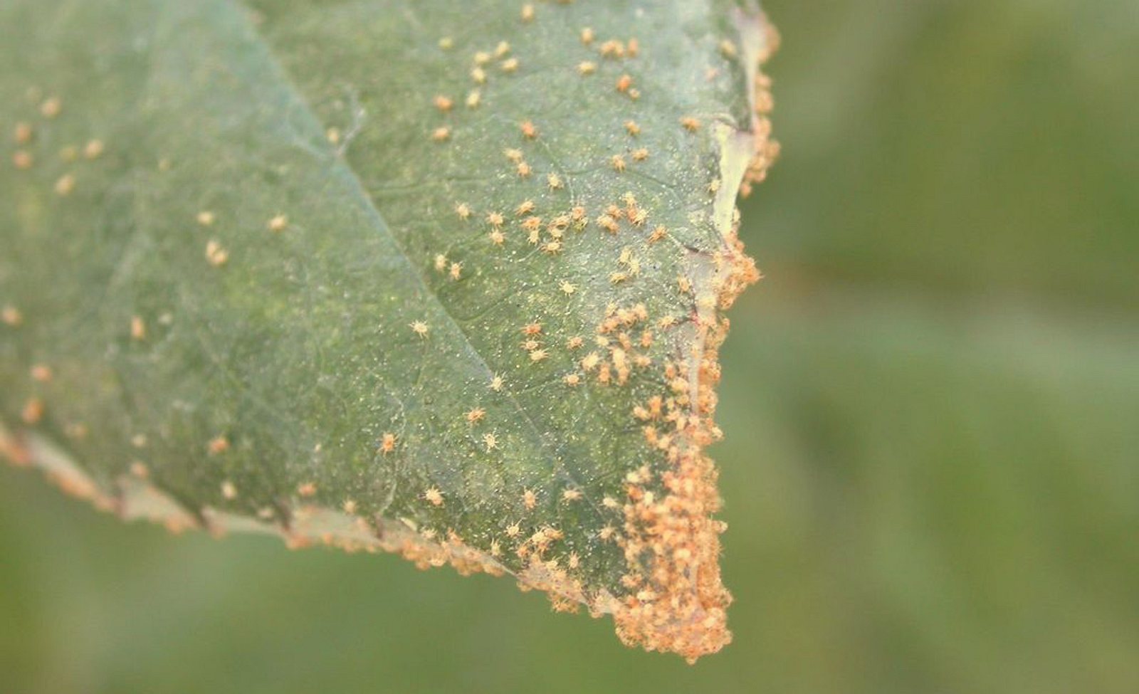 Spinnmilben bekämpfen | selbst.de