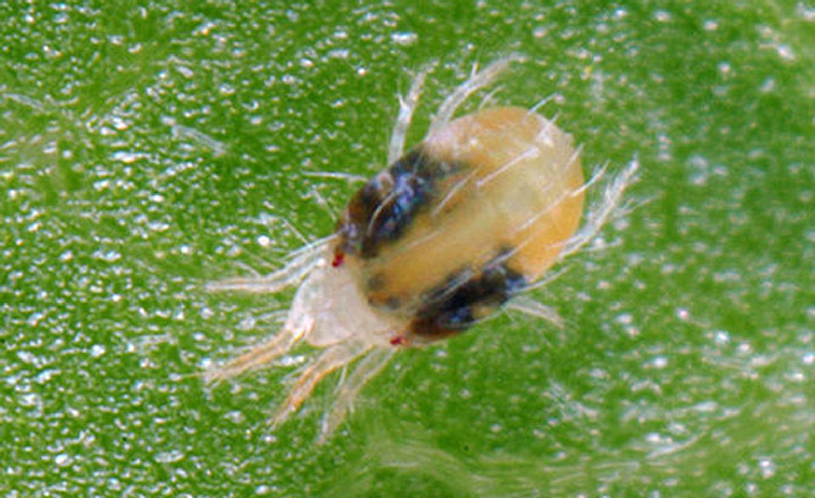 Spinnmilben | selbst.de