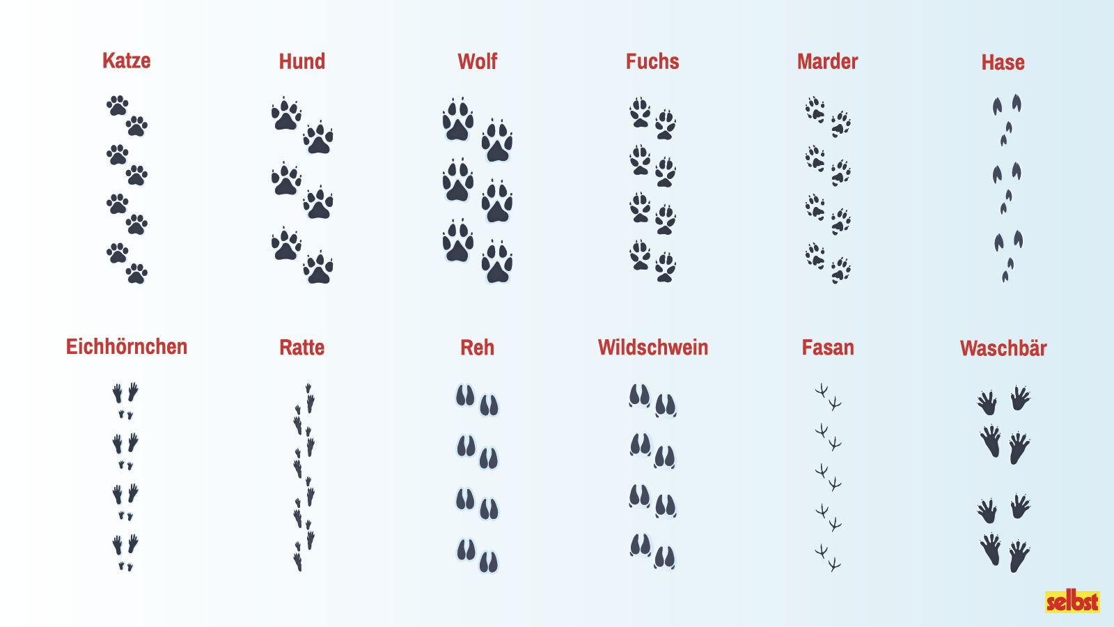 Truthahnspuren Im Schnee Tierspuren Im Schnee (vom Zertifizierten