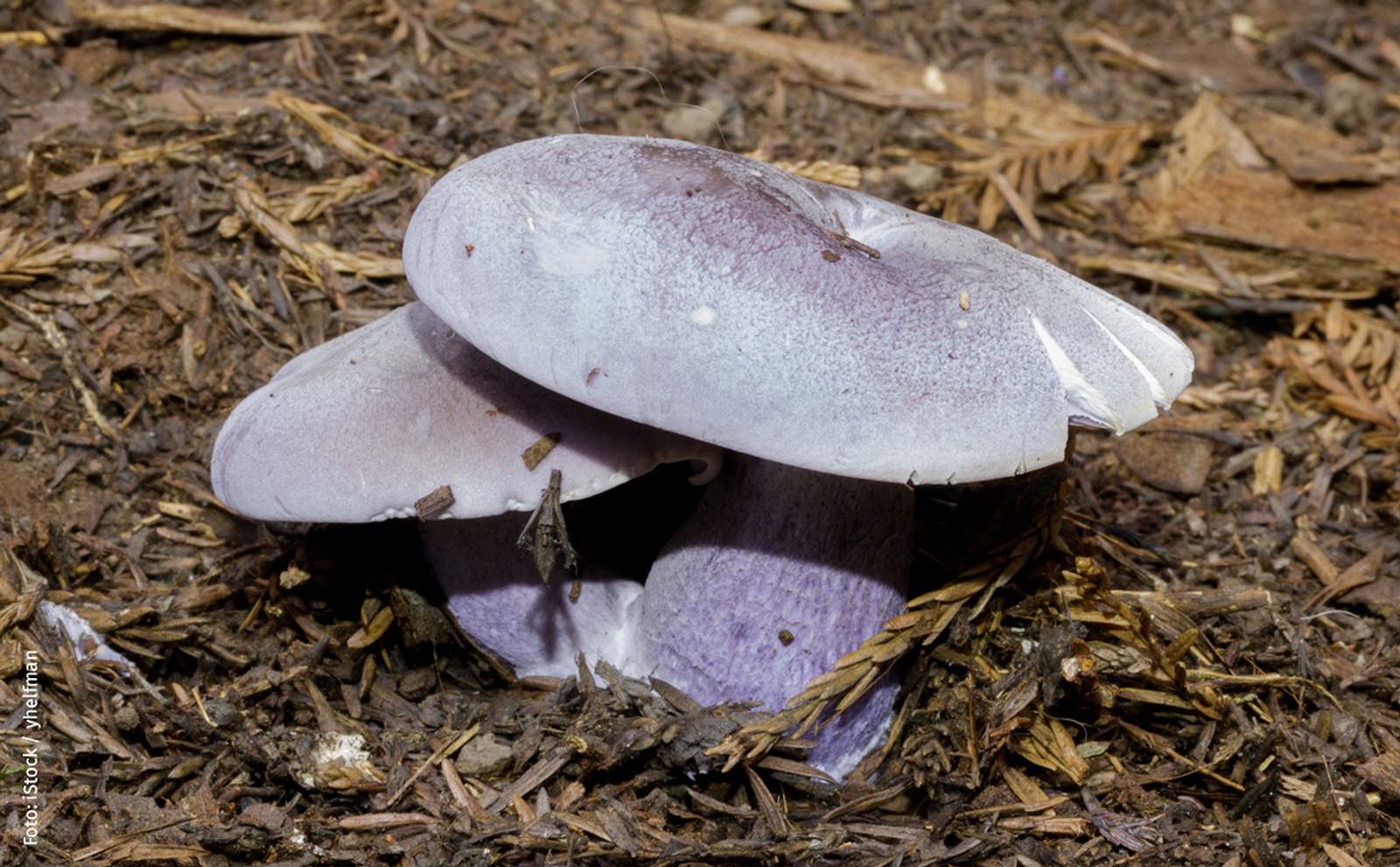 Violetter Rötelritterling: Essbarer Pilz | Diese 10 Pilzsorten sind ...