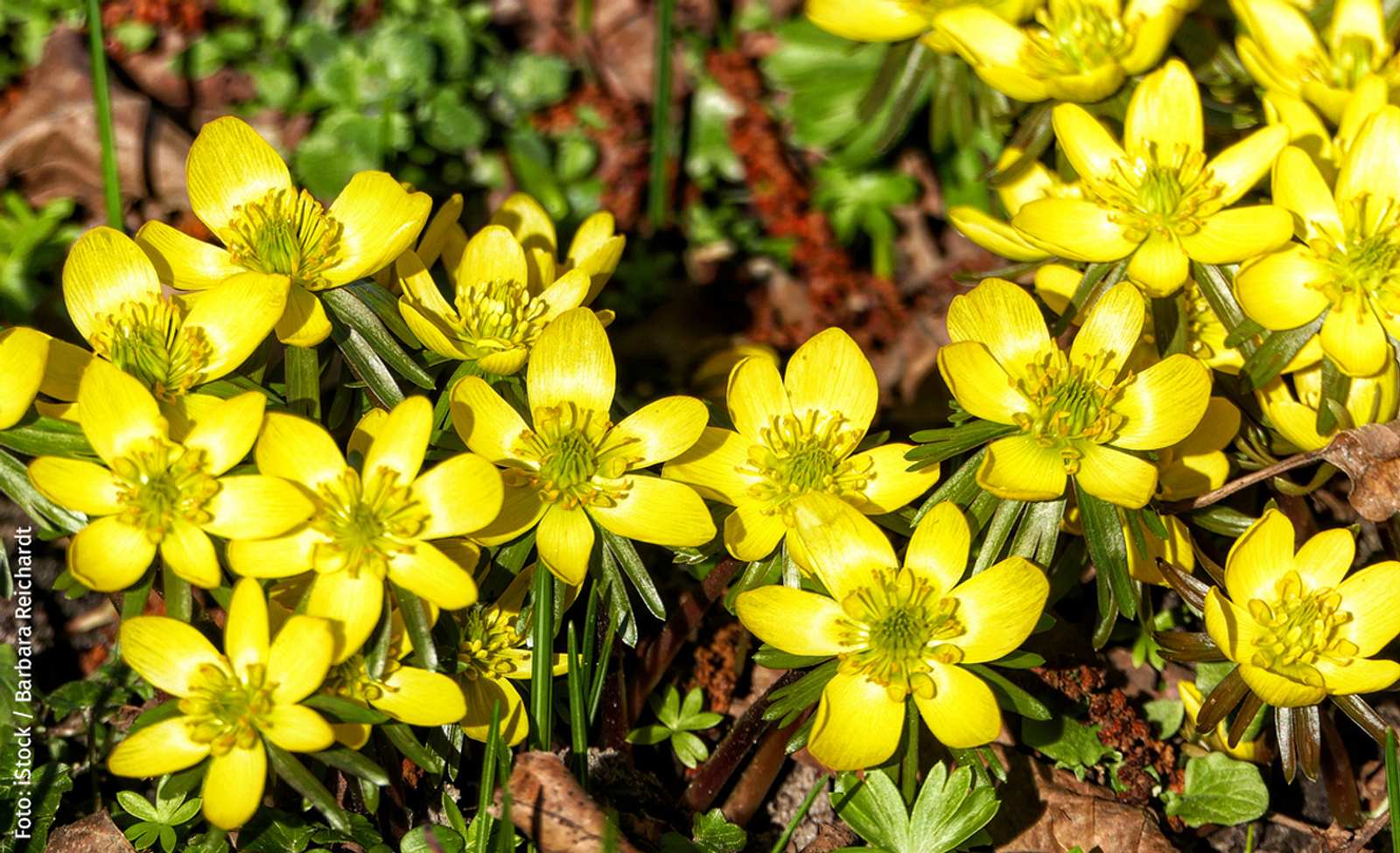 So schön können Winterlinge blühen | Selbst